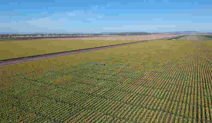 STRIKE Trials - Pioneer Seeds