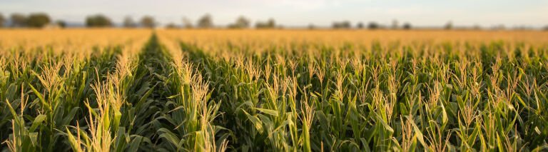 Home - Pioneer Seeds