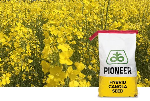 Home - Pioneer Seeds